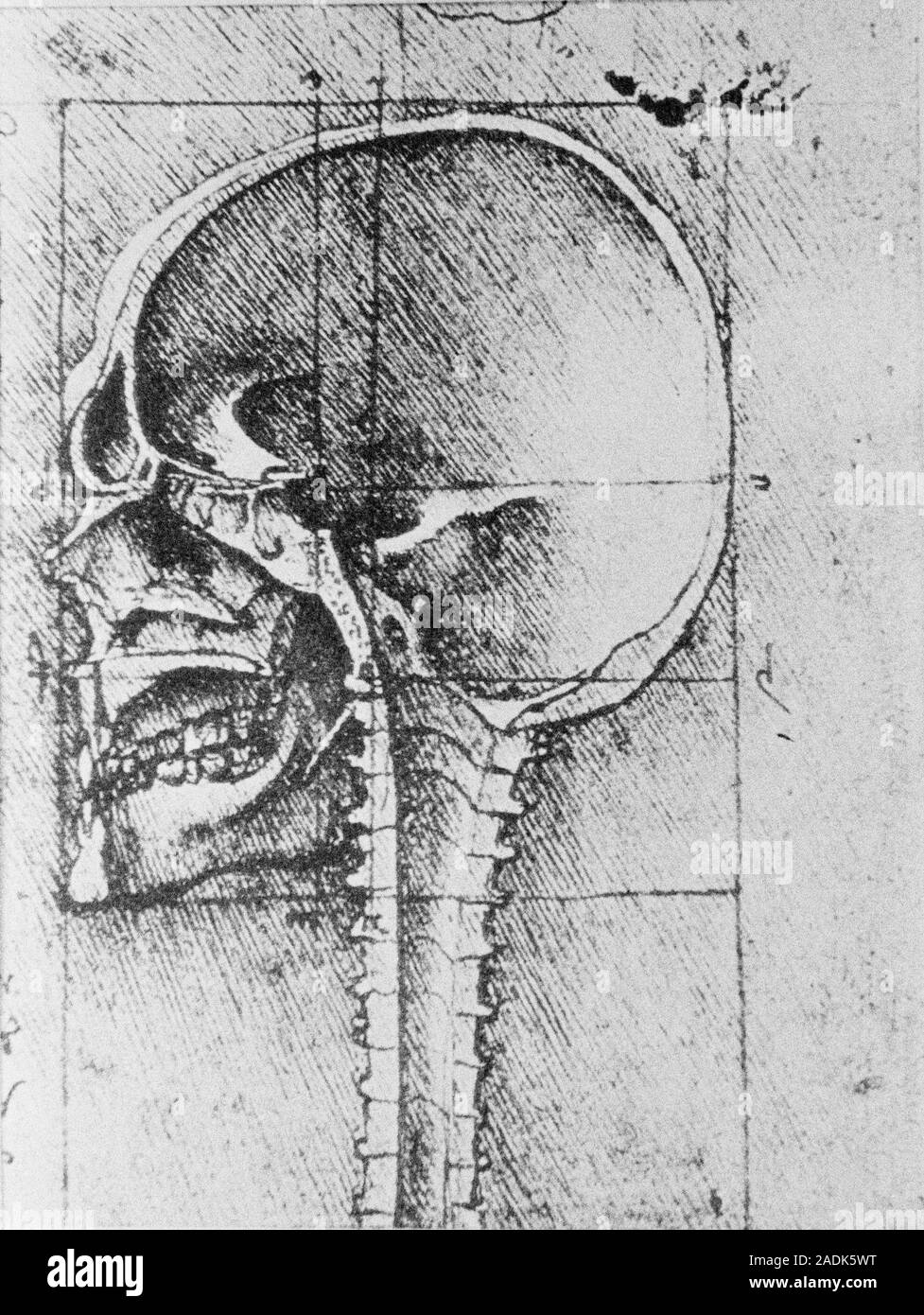 Skull anatomy, 15th century. Historical artwork of human skulls by the ...