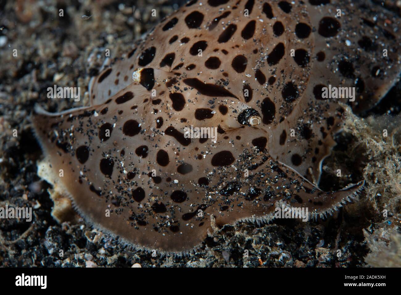 Moon-headed Sidegill Slug Euselenops luniceps Stock Photo - Alamy