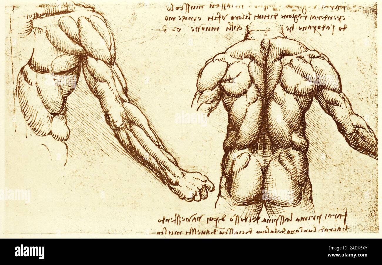 Back musculature. Historical artwork of a well- muscled upper body and ...