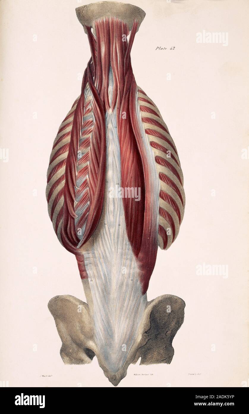 Muscles of the back, historical artwork. The skin, fascia (connective ...