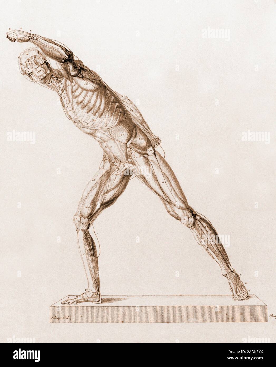 Body musculature. Historical artwork of the muscles of the body. Some ...