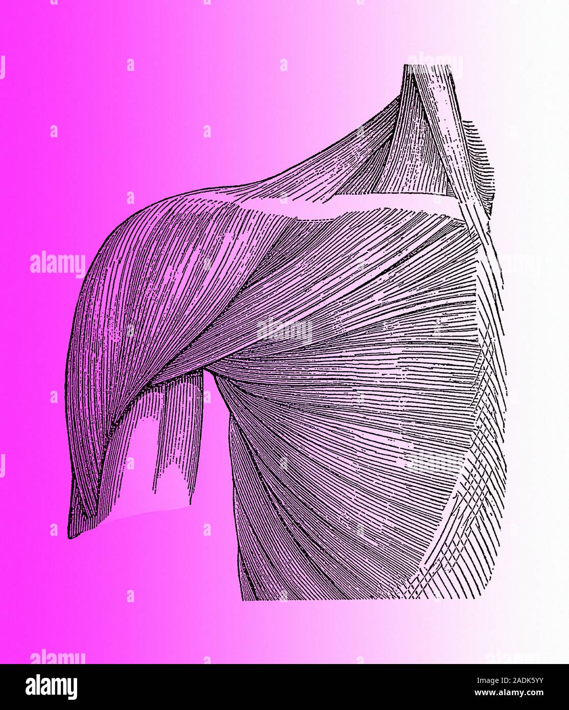 Chest muscles. Historical artwork of the muscles of the chest and ...