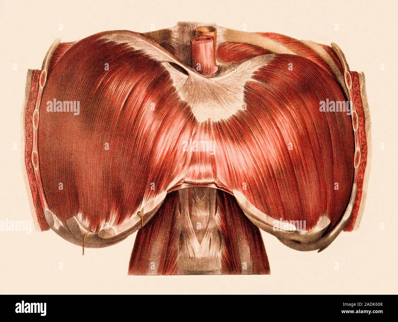 Diaphragm, historical anatomical artwork. This view shows the upper ...
