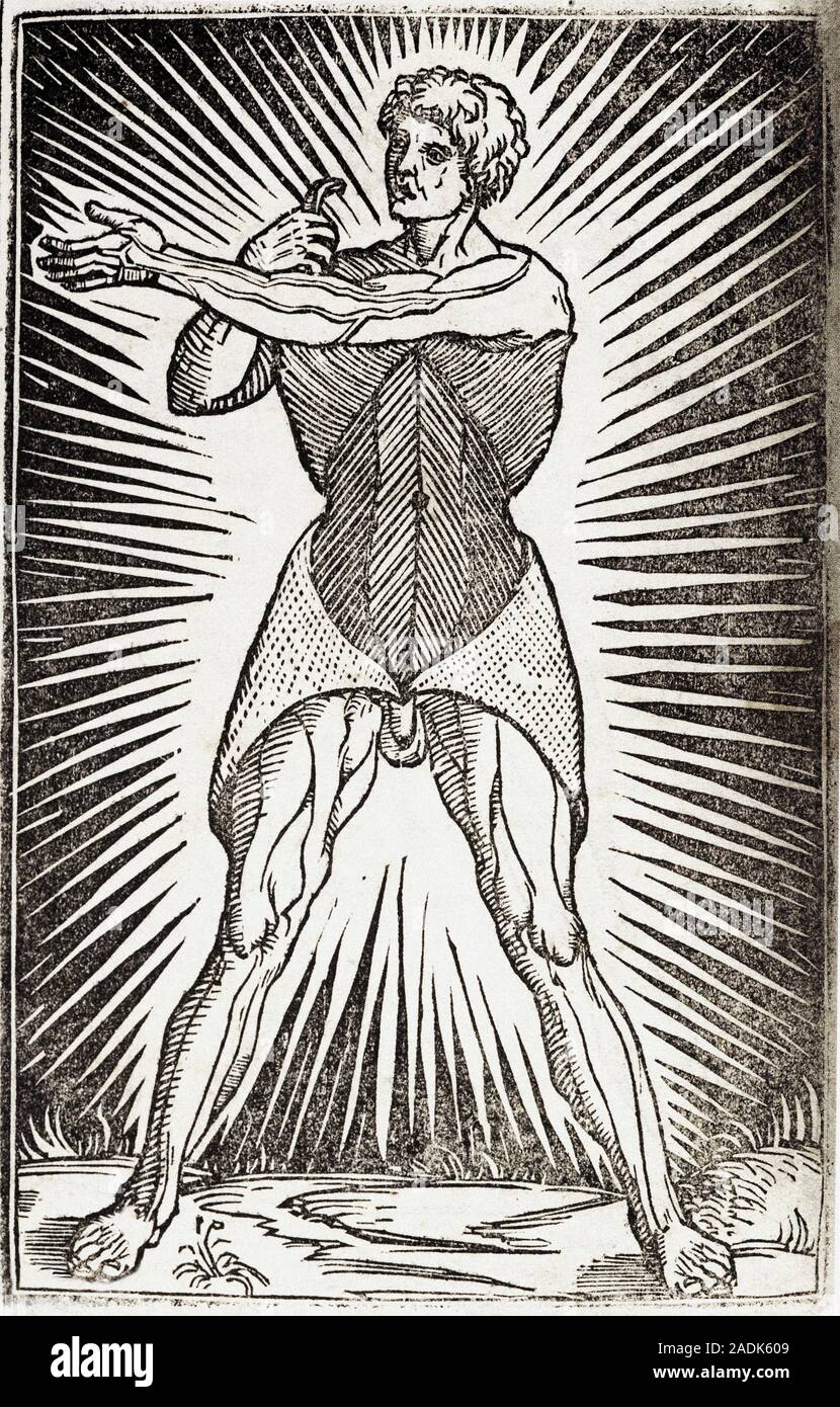 Muscles of the body. Artwork from Jacopo Berengario da Carpi's textbook ...