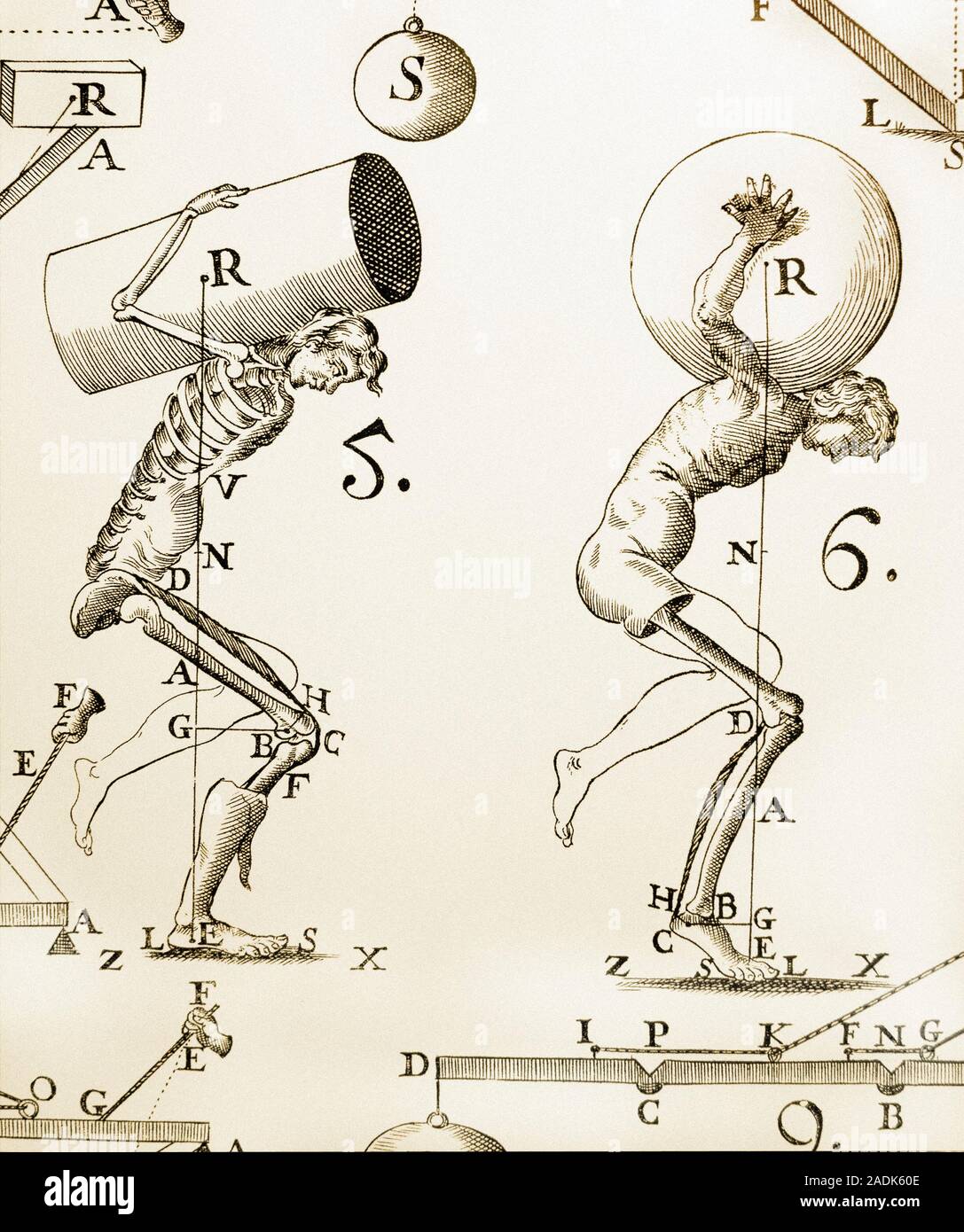 Biomechanics. Historical artwork of two humans bearing loads. This ...