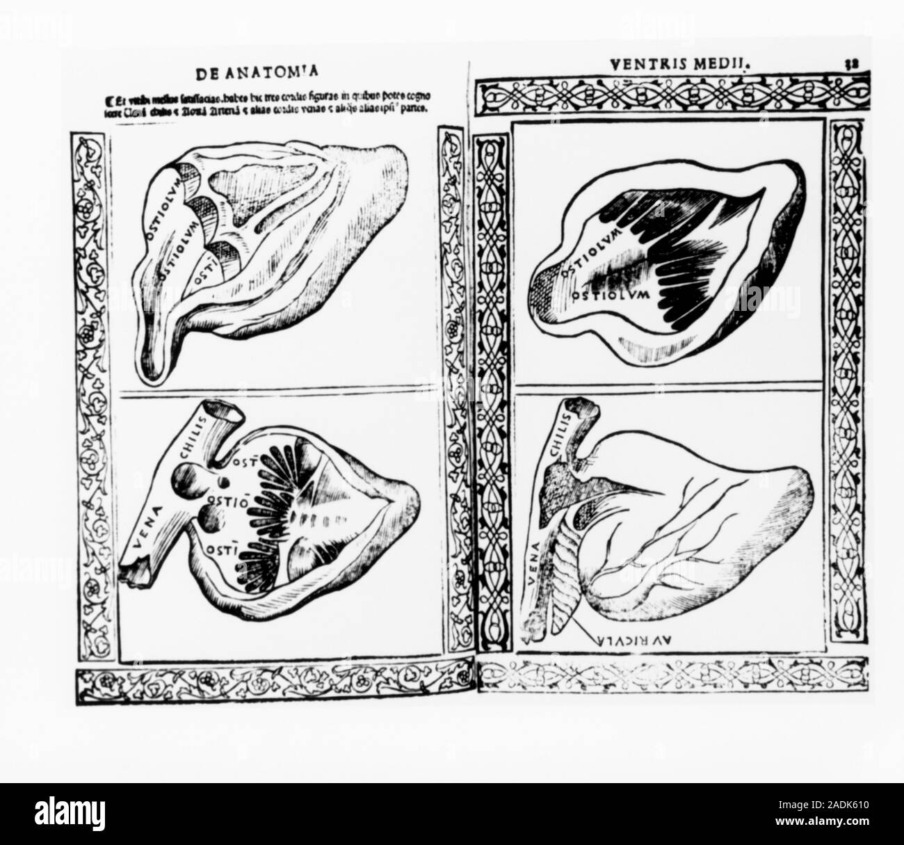 Heart. 16th century engraving showing four views of a dissected heart ...