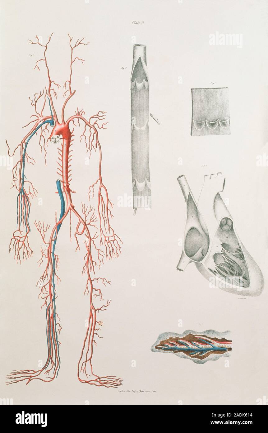 Vascular system. Historical illustration of the human vascular system ...
