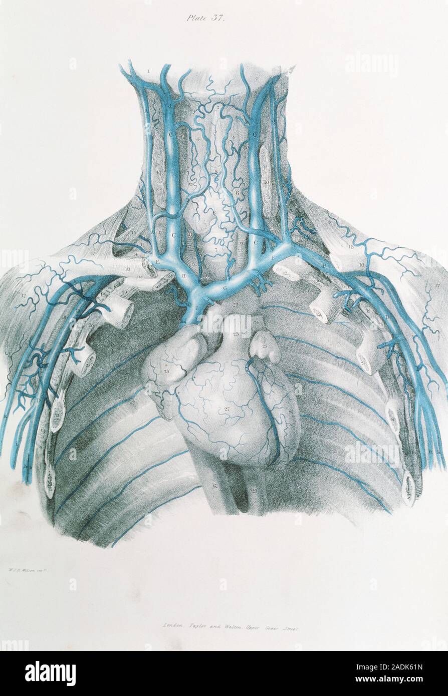 Chest Veins Anatomy