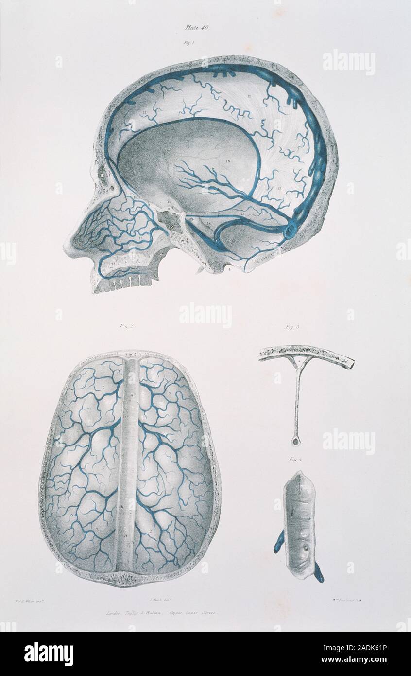 Brain veins. Historical illustration of the veins and sinuses of the ...