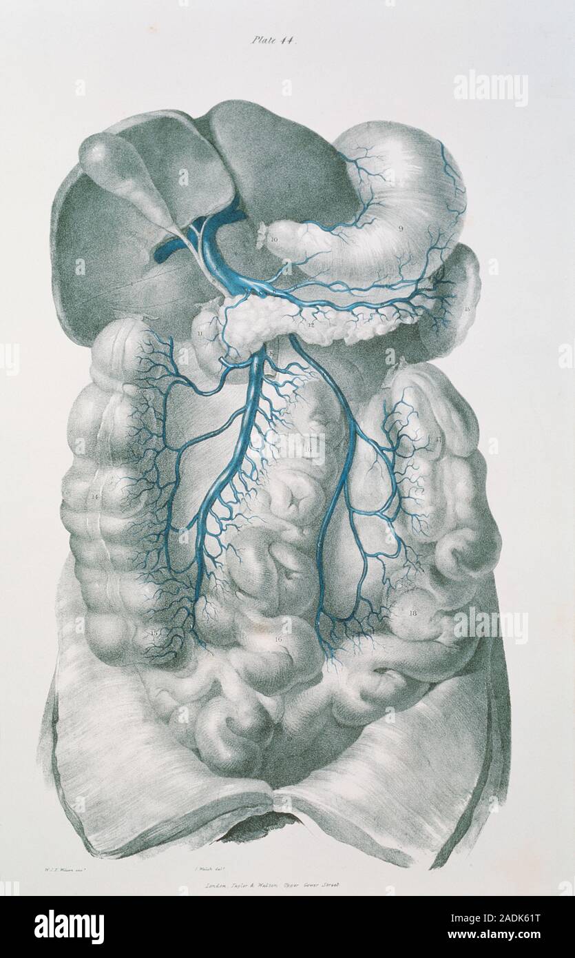 Abdominal veins. Historical illustration of the veins of the abdomen ...