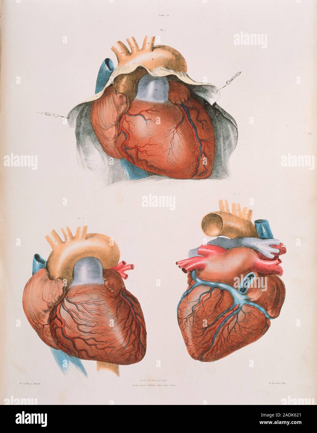 Heart. Historical illustration of the anatomy of the heart. At top, the ...