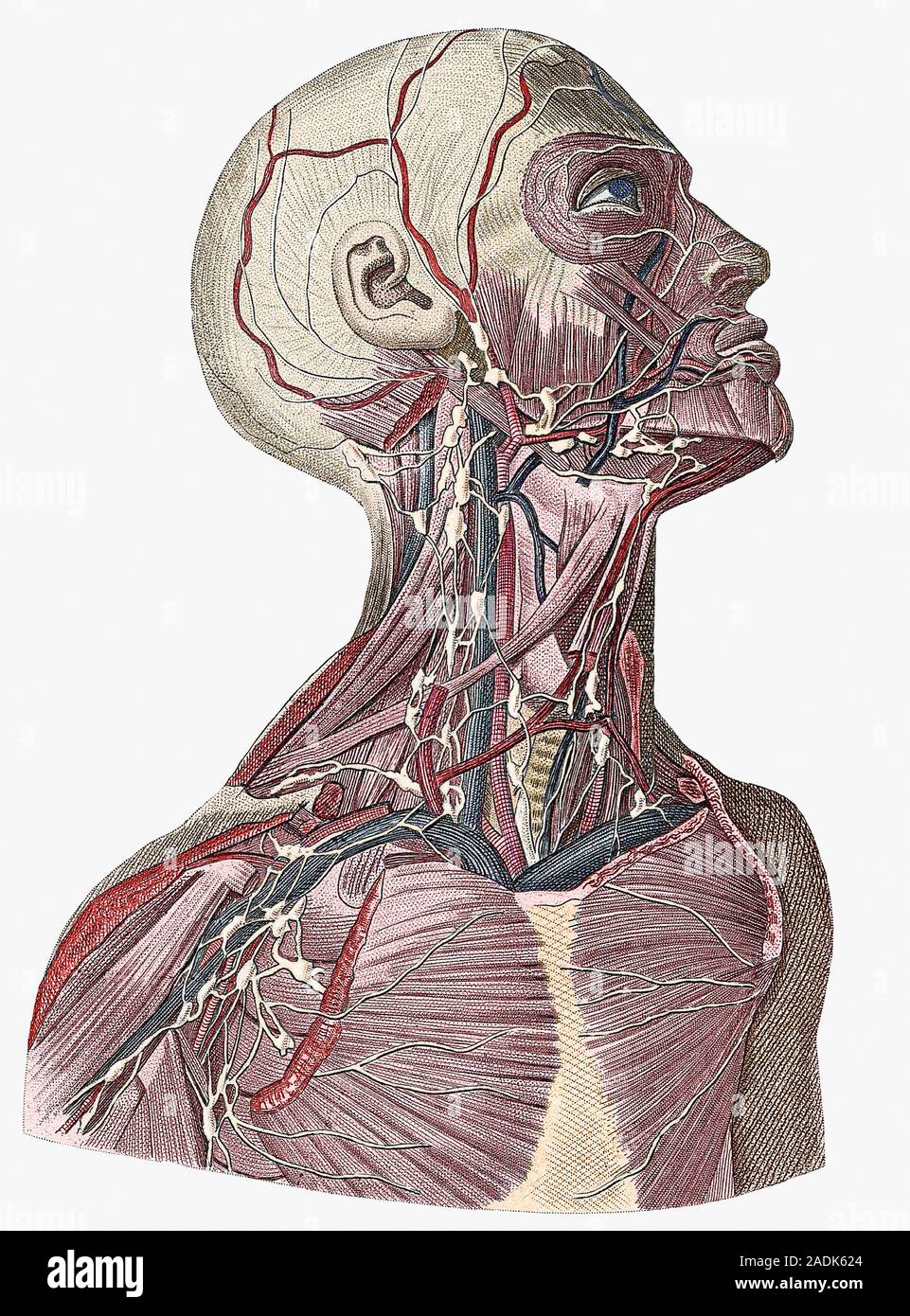 Head and neck blood vessels. Coloured historical artwork of the blood ...