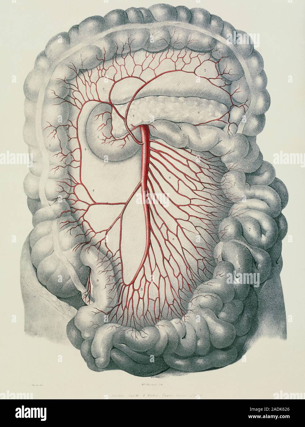 Intestinal arteries. Historical illustration of the arteries (red) of ...