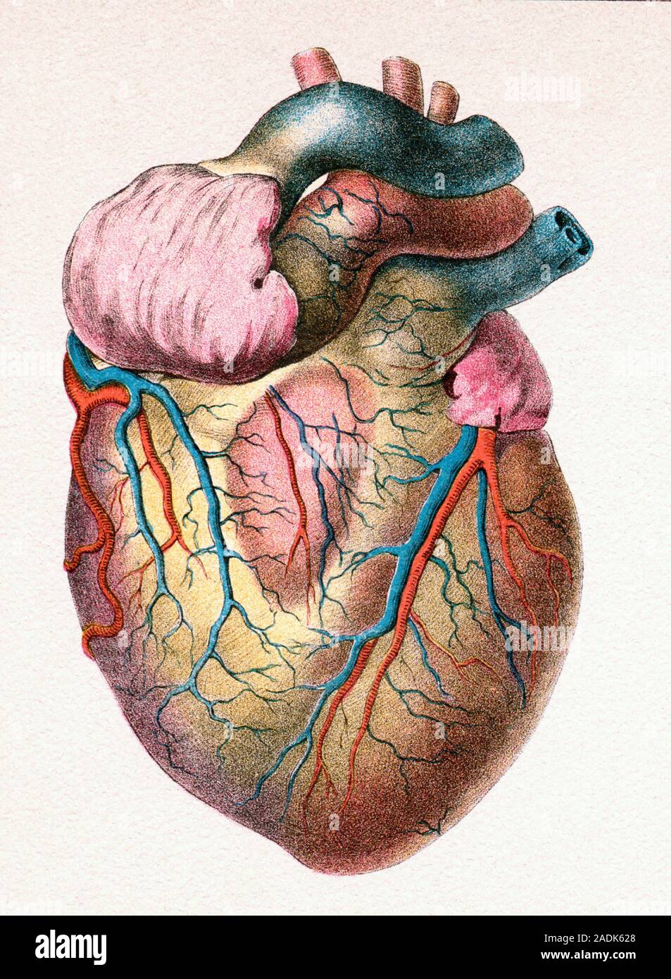 Color Del Corazón Humano