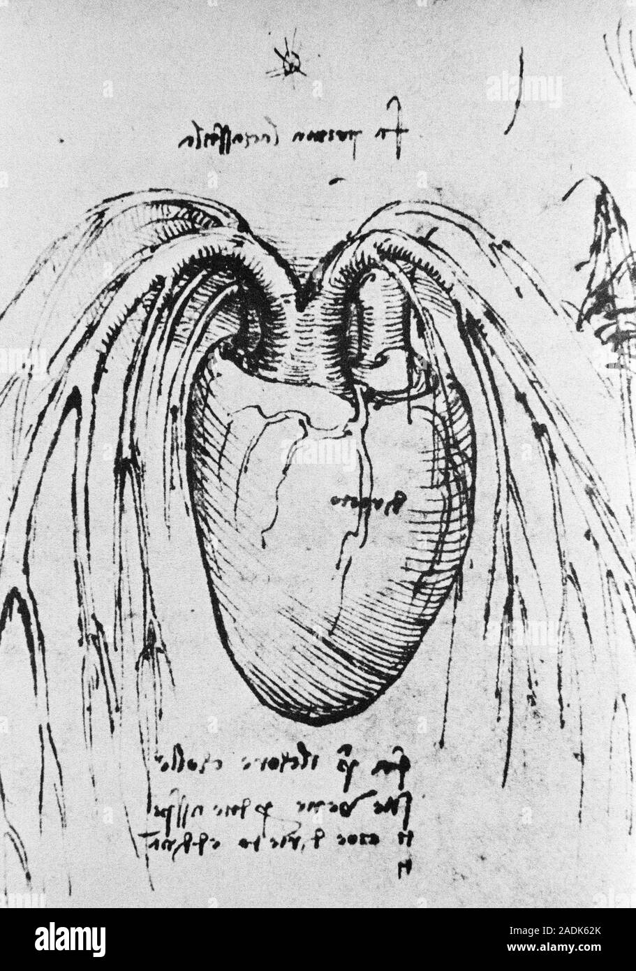 Heart anatomy, 15th century. Historical artwork of the human heart by ...