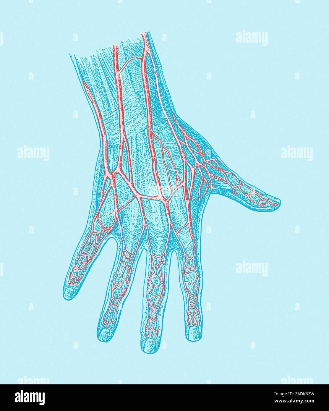Hand blood vessels. Historical artwork of the blood vessels (red) of ...