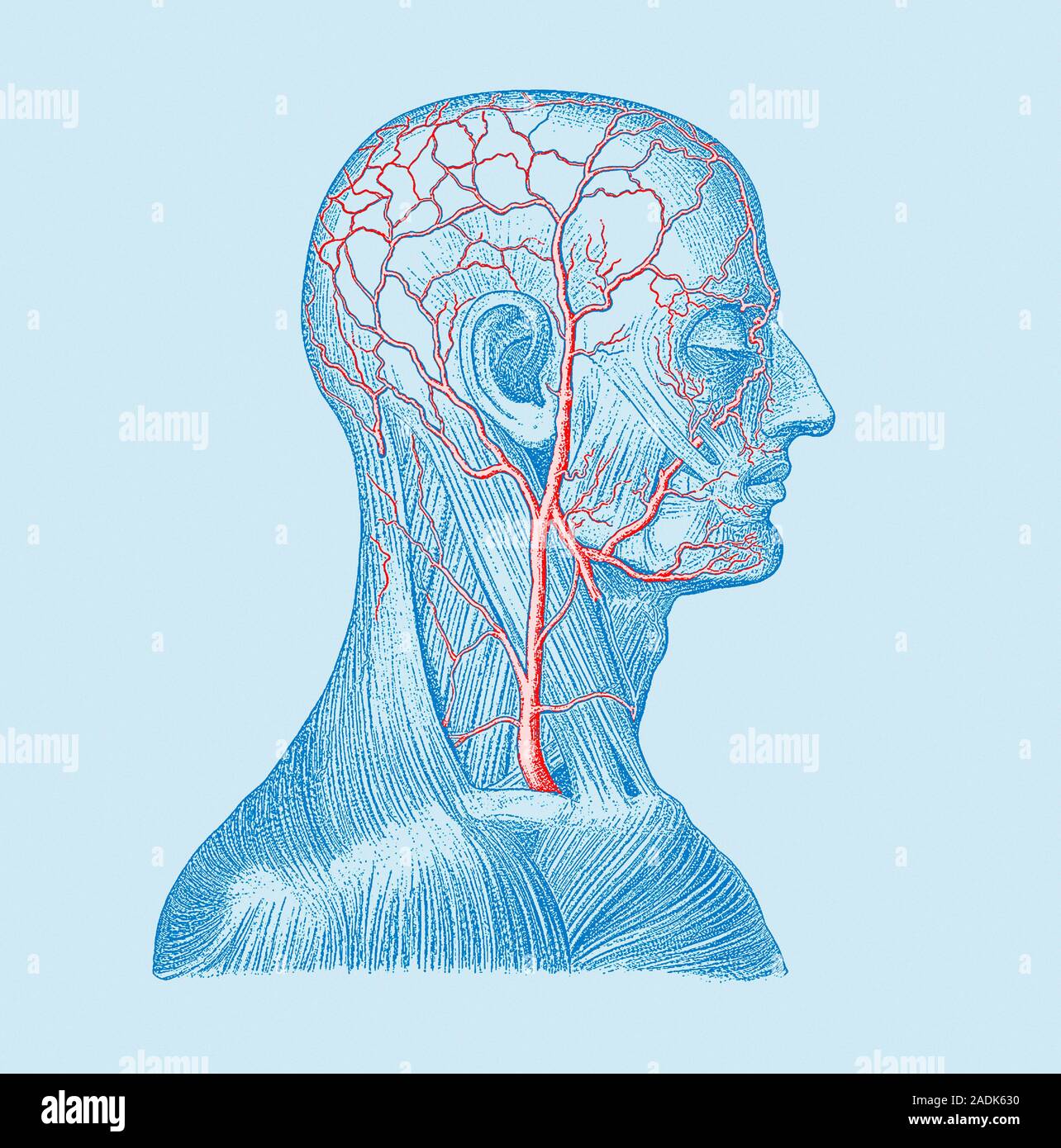 Head veins. Historical illustration of the veins (red) and muscles ...