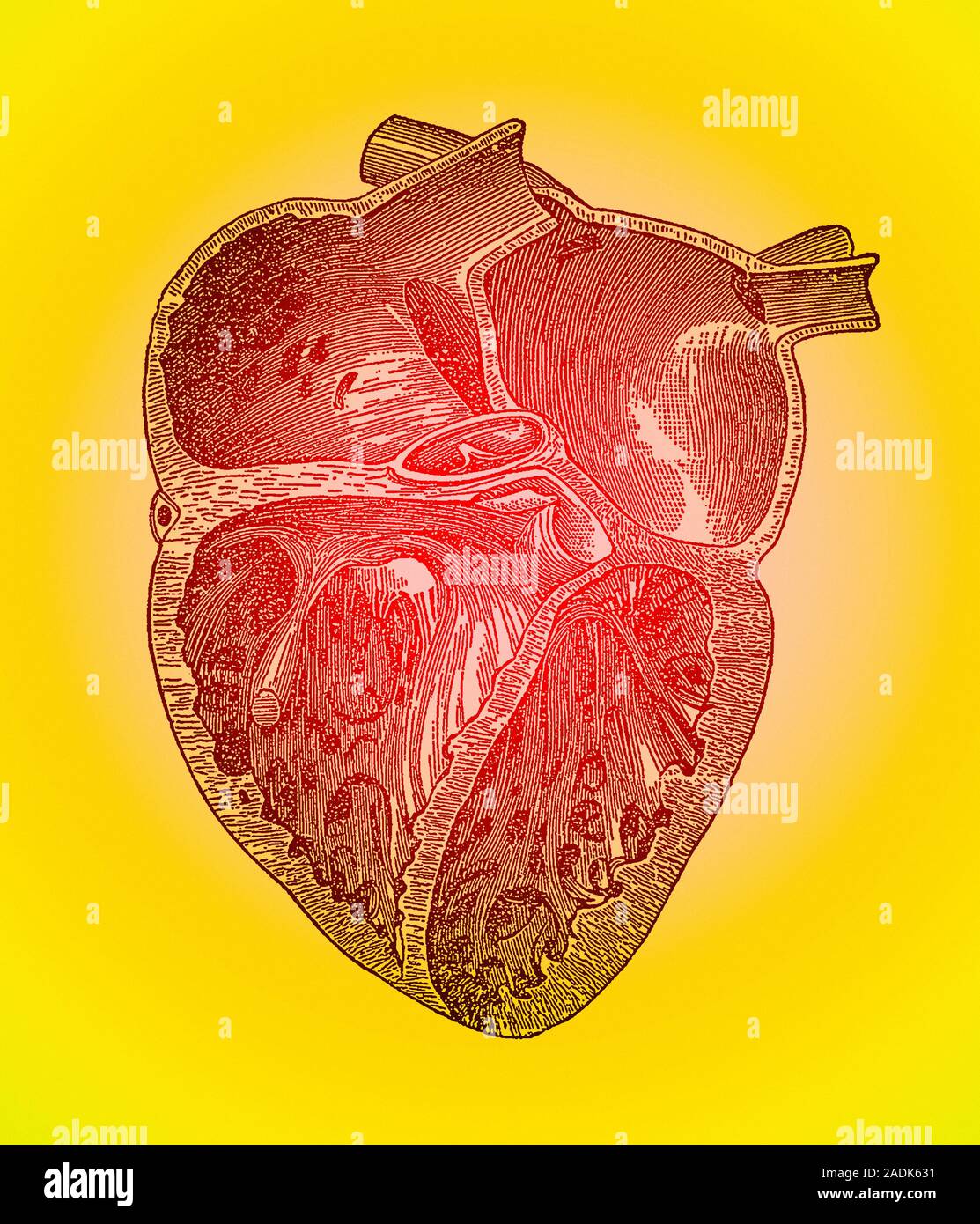 Heart anatomy. Historical artwork of a heart that has been vertically ...