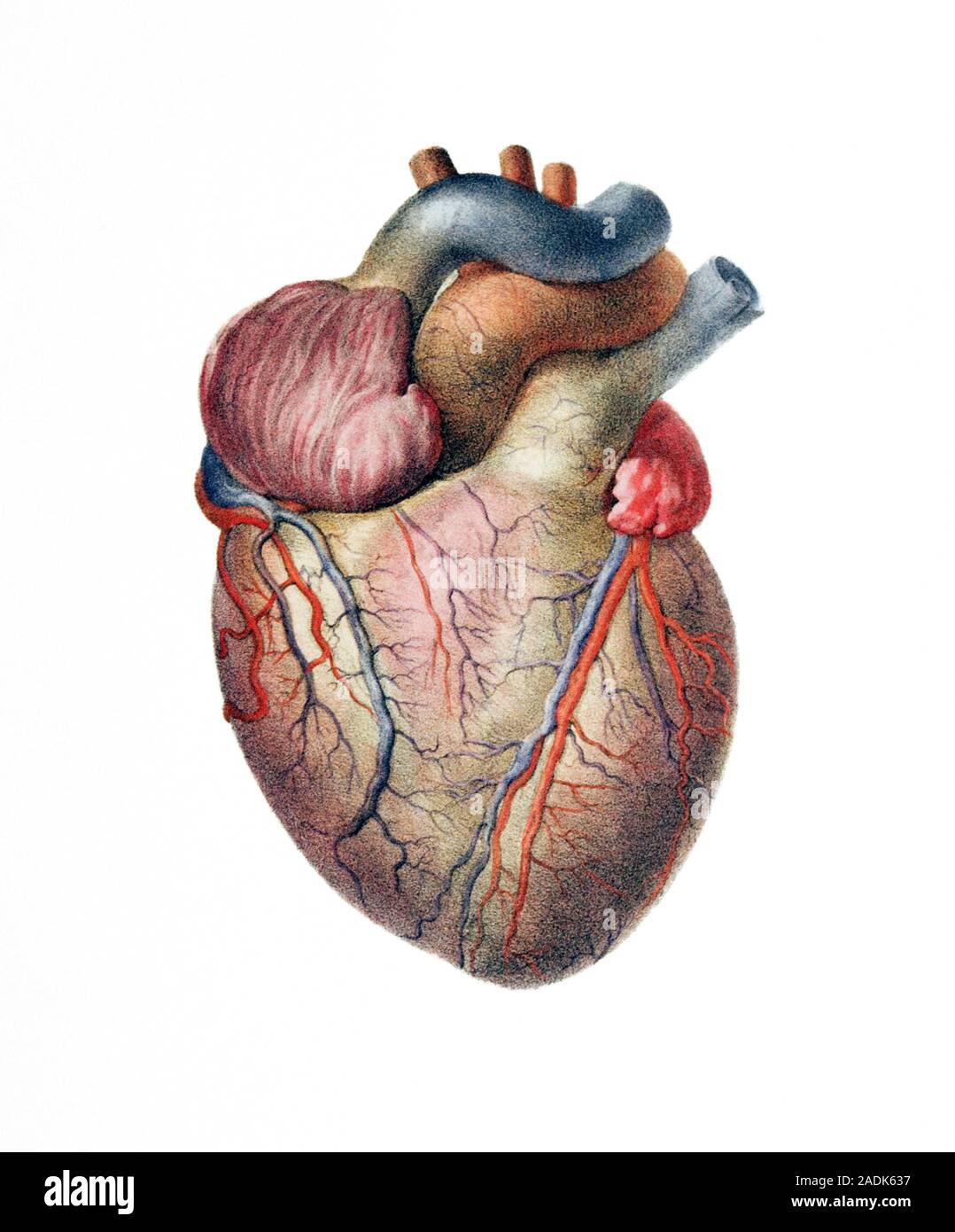 Heart. Historical anatomical artwork of the human heart, seen from the ...