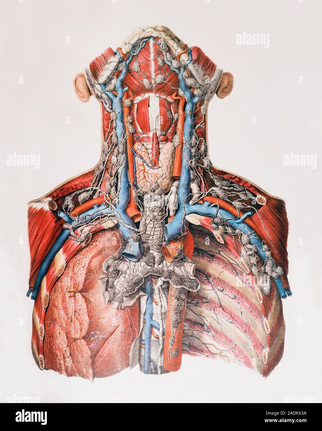 Vascular Anatomy Of The Neck And Upper Thorax Medivisuals Figure 32.12