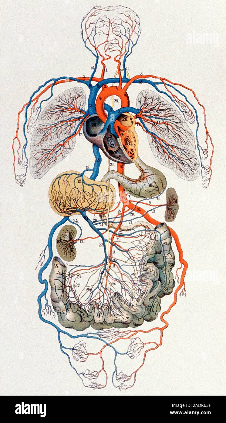 Circulatory system, historical artwork. Blood is pumped away from the ...