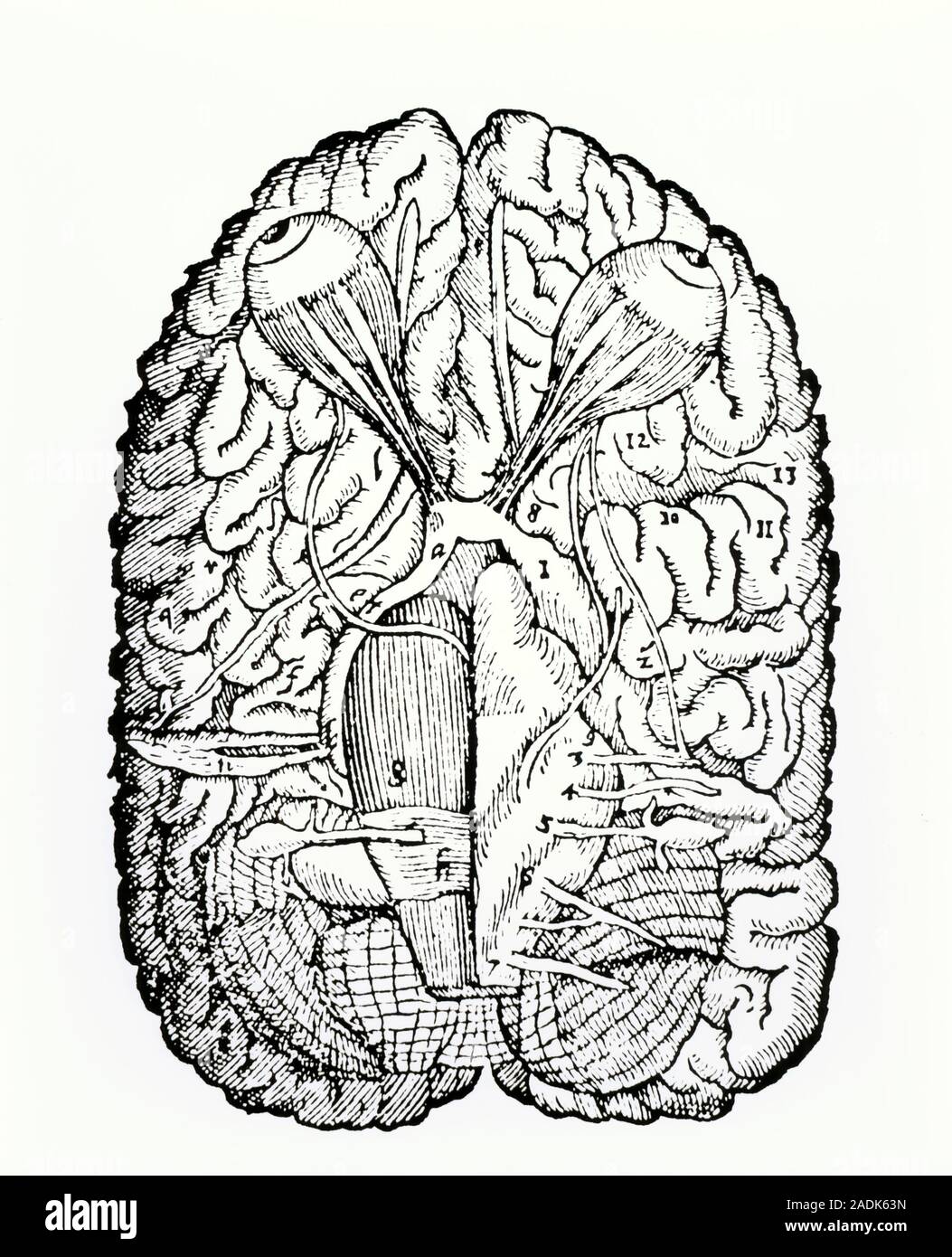 Diagram showing the layout of the base of a human brain. This ...