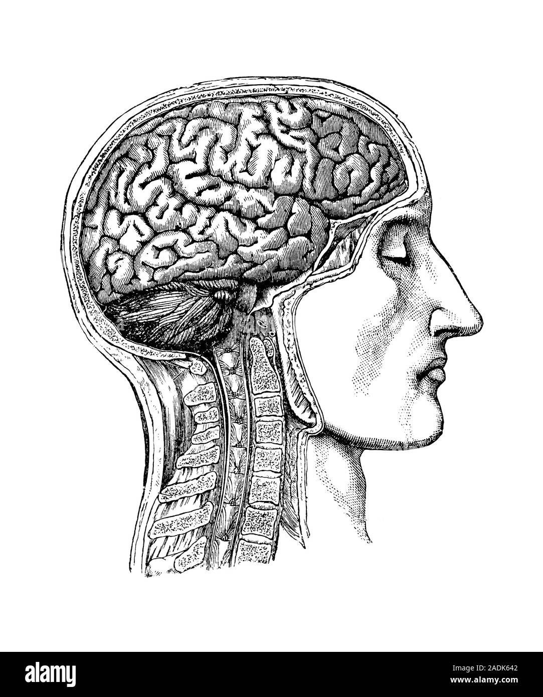 Brain and spinal cord, historical artwork. The largest part of the ...