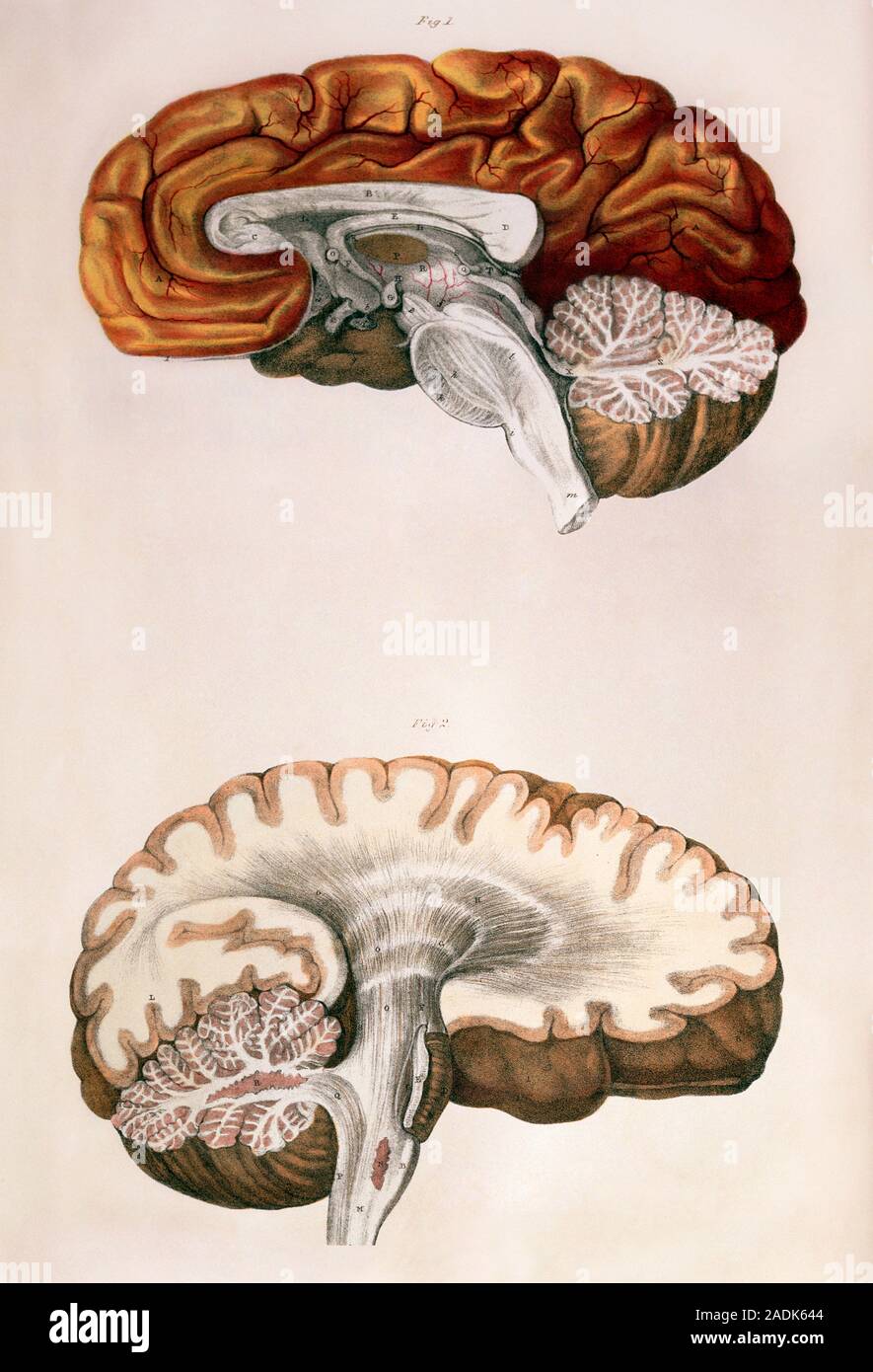 Brain, historical artwork. The top drawing shows the brain cut in ...