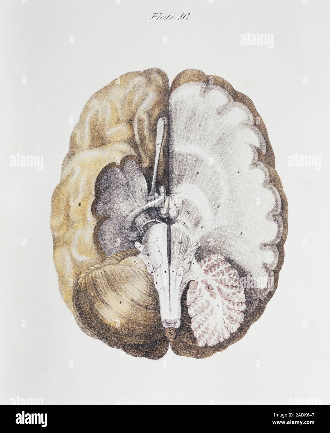 Brain anatomy. Historical anatomical artwork of internal brain ...