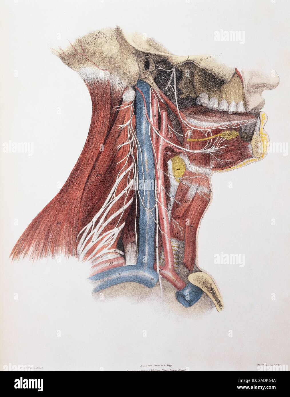 Twelfth cranial nerve (hypoglossal nerve, cranial nerve XII ...