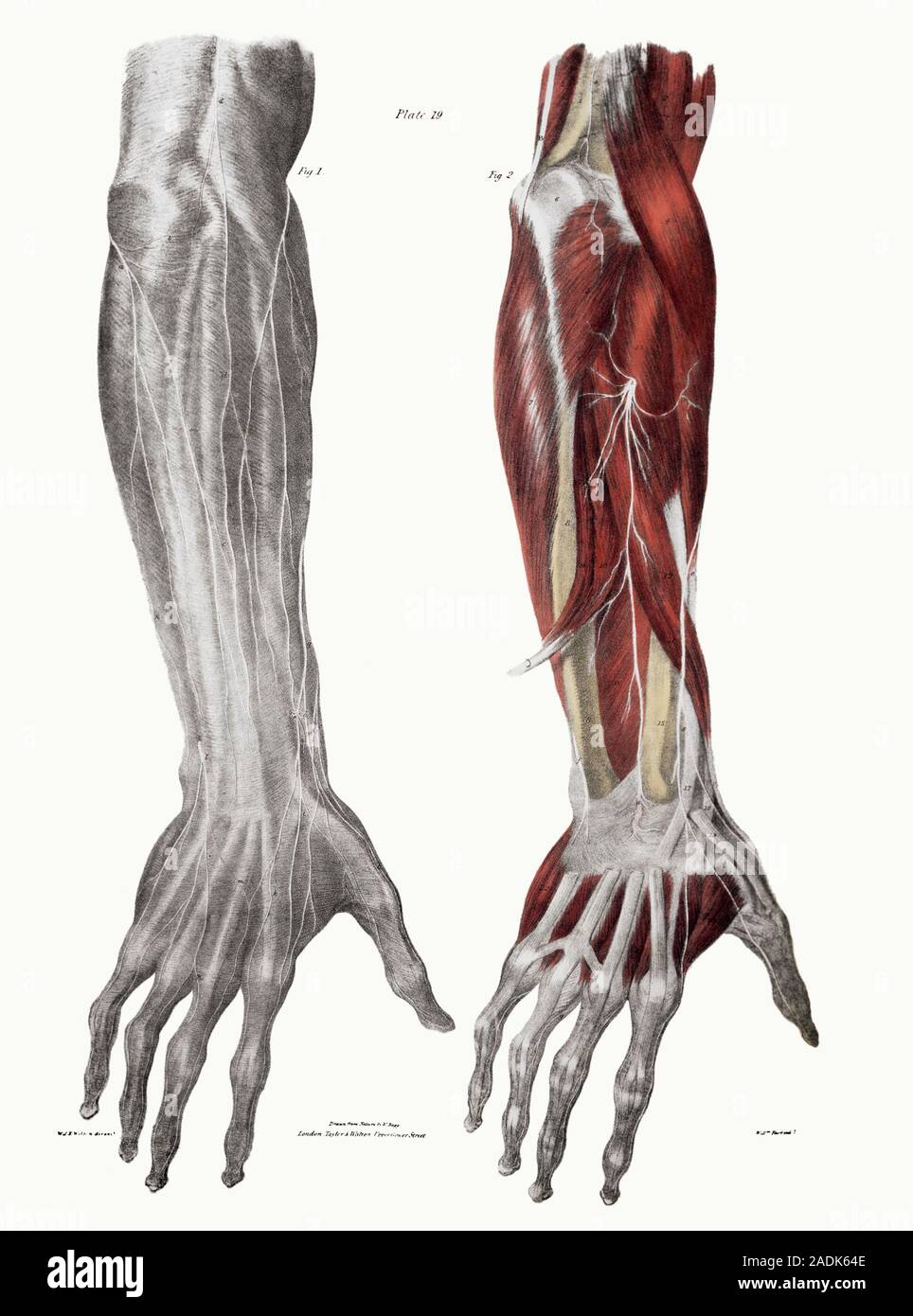 Arm nerves. Historical anatomical artwork of the nerves (white) of the ...