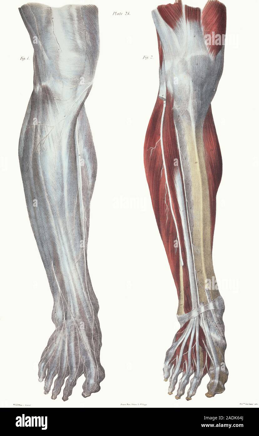 Leg nerves. Historical anatomical artwork of the nerves (white) of the ...