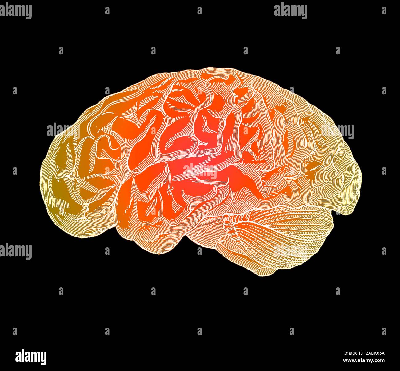 Human brain, historical artwork. The brain is seen from the side, with ...
