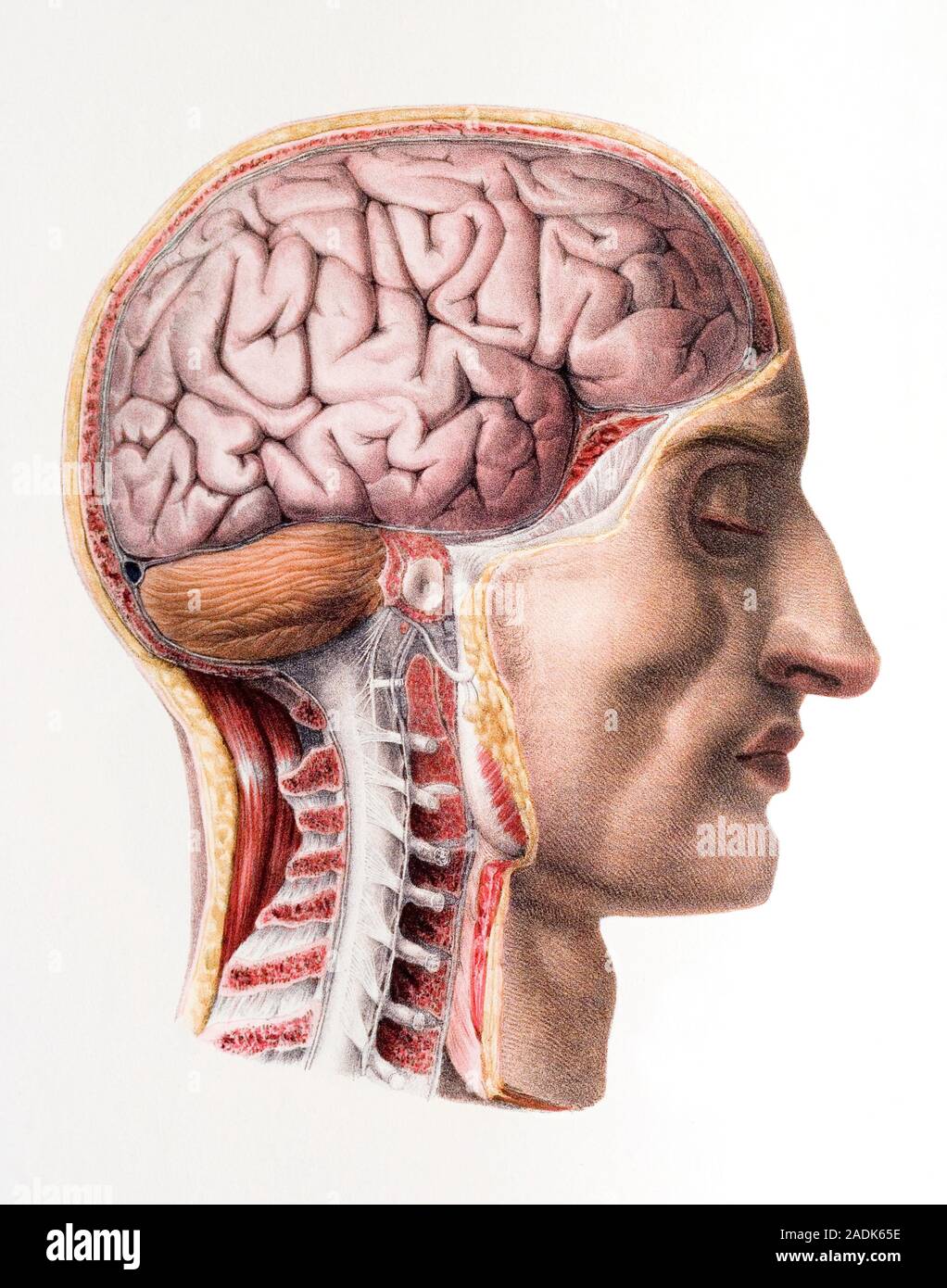 Brain. Historical anatomical artwork of the human brain. This view is ...