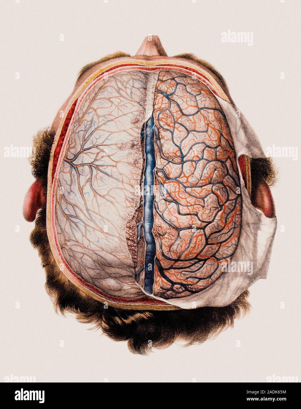 Brain meninges, historical anatomical artwork. This cranial (top) view ...