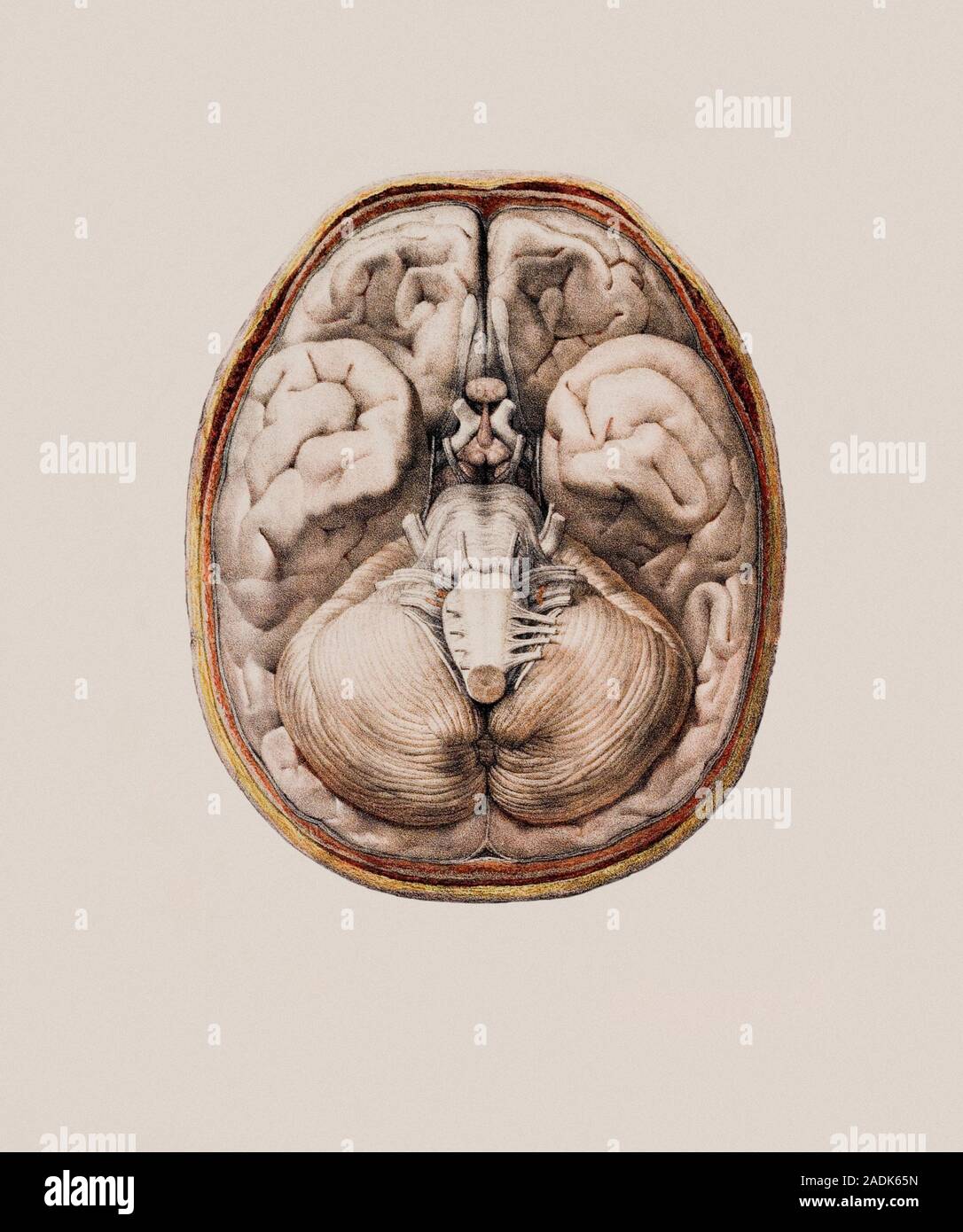 Brain, historical anatomical artwork. This caudal (lower) view of the ...