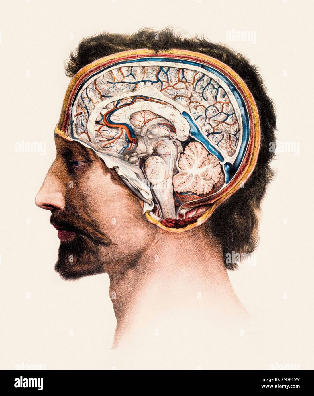Brain, historical anatomical artwork. This is a sagittal (front to back ...