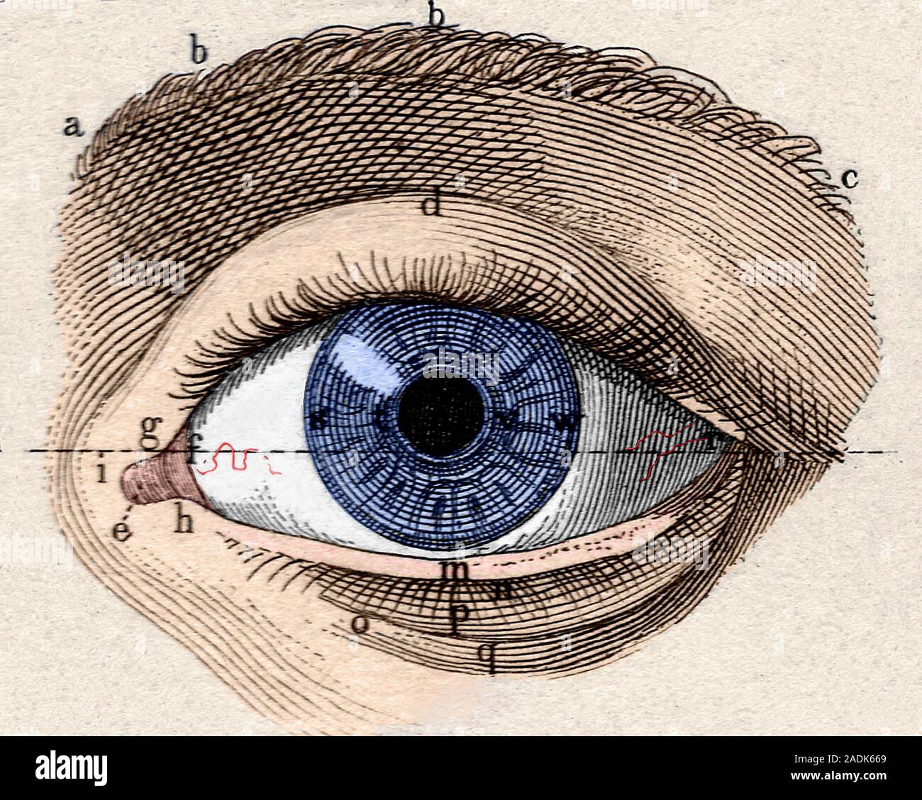 Eye. Historical illustration of the anatomy of a healthy human eye ...