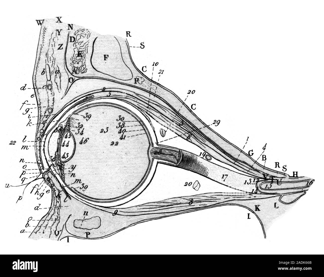 Eye. Historical illustration of a cross-section showing the anatomy of ...