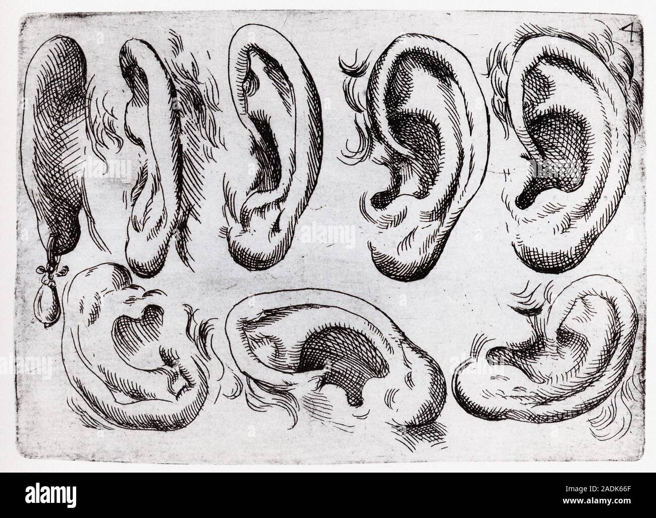 Human ears, historical artwork. The external ear, or pinna, helps to ...