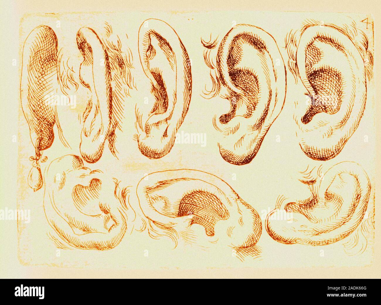 Human ears, historical artwork. The external ear, or pinna, helps to ...