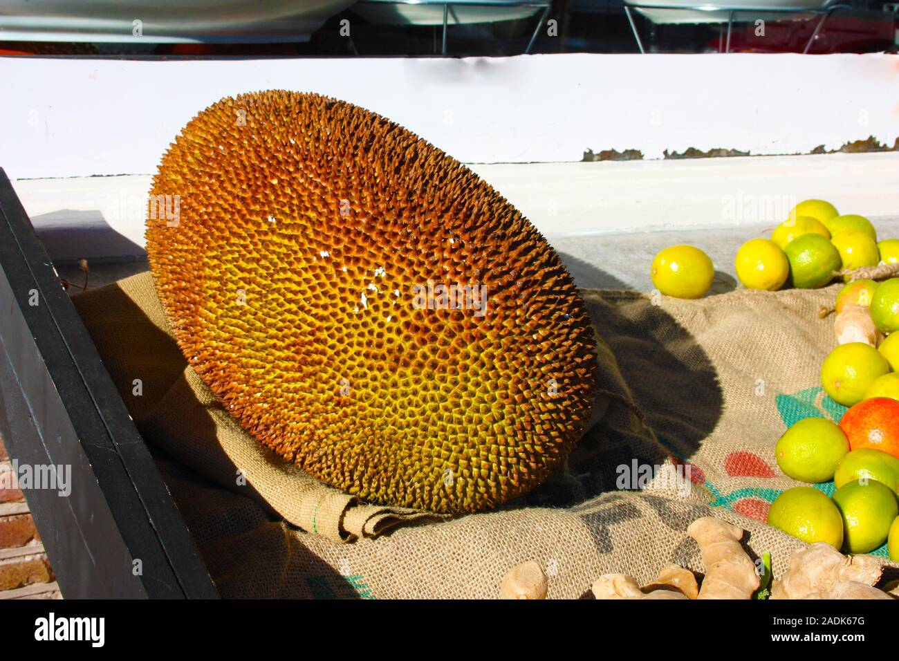 large ripe fruit of durion or durian on a market stall in Amsterdam in ...