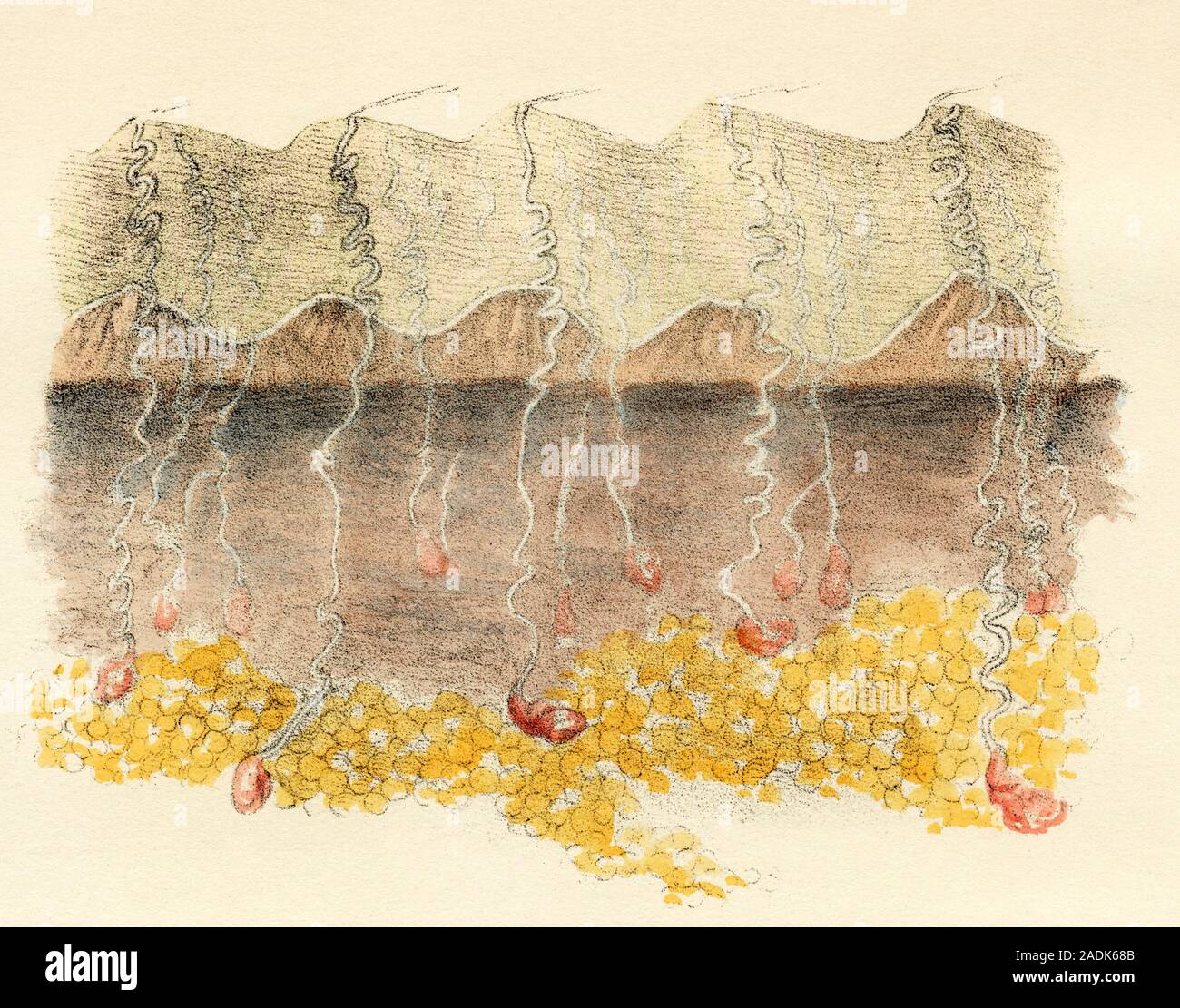 Palm. Magnified section of palm, historical artwork. The external ...