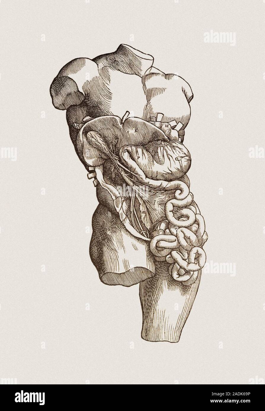 Digestive system. Artwork from Andreas Vesalius's anatomical textbook ...