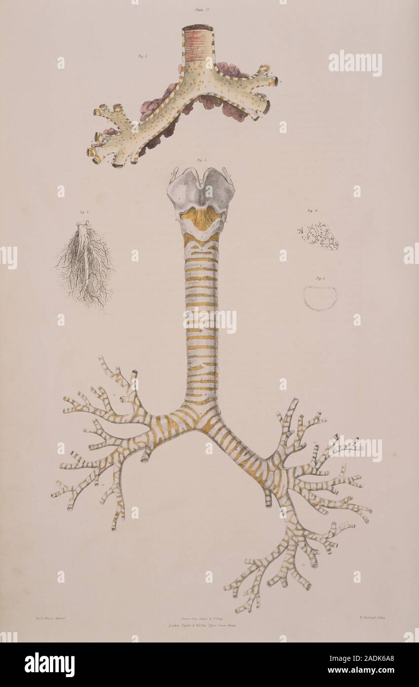 Respiratory tubes. Historical illustration of the respiratory tubes of ...