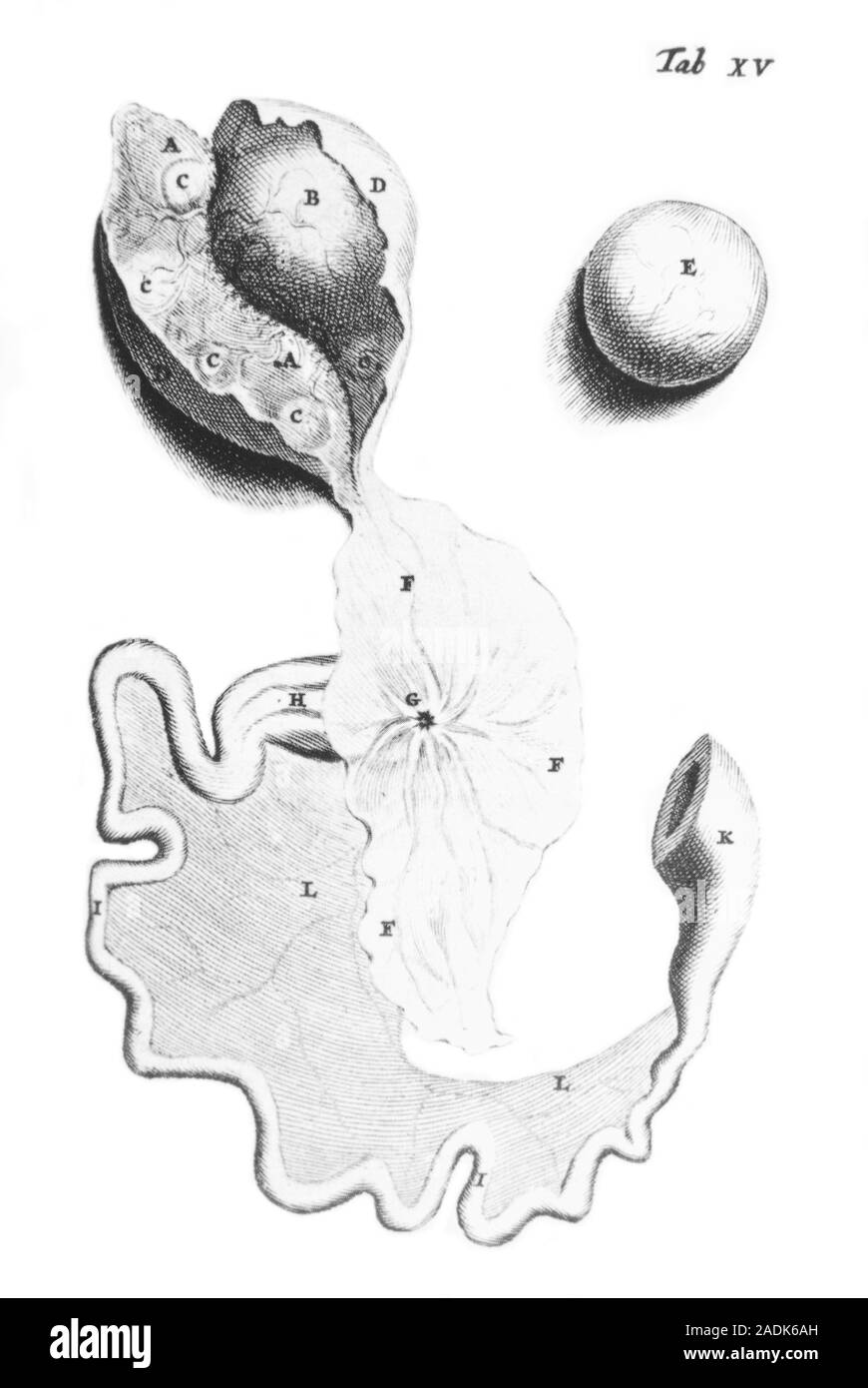 Graafian follicle. Original illustration of a mammalian graafian ...
