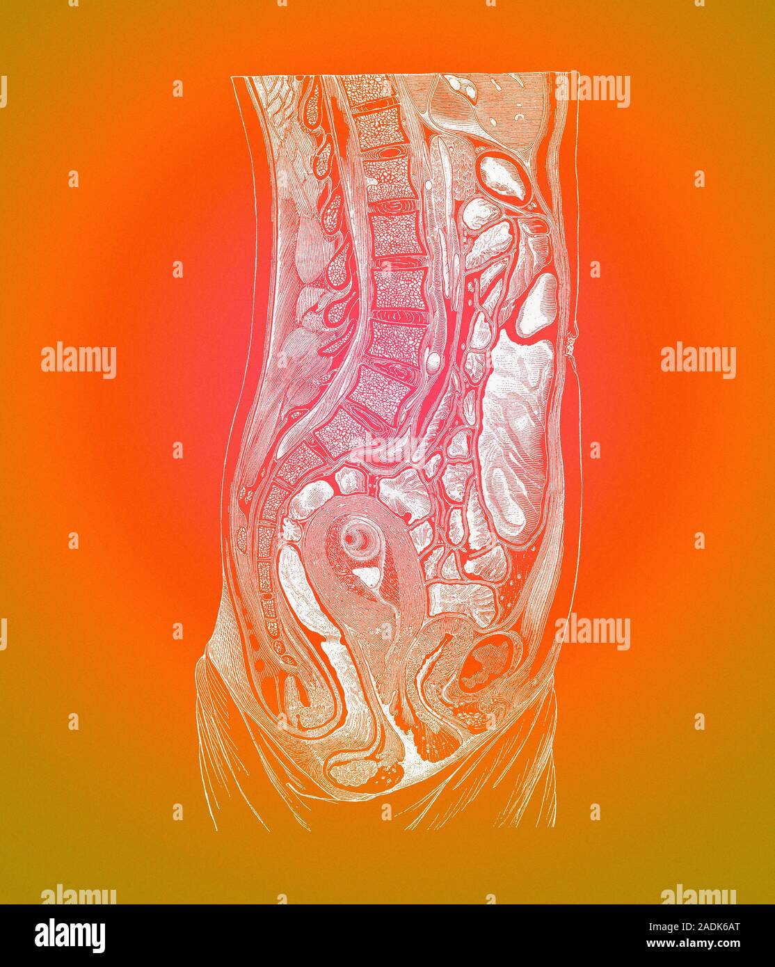 Female abdomen. Historical artwork of the internal anatomy of a female ...