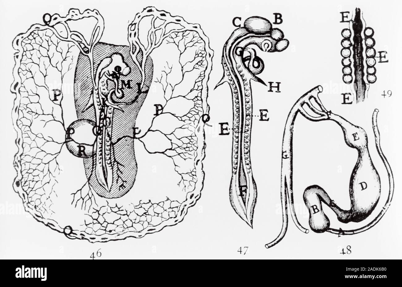 Drawing of a chick's embryo in Marcello Malpighi's On the Formation of ...