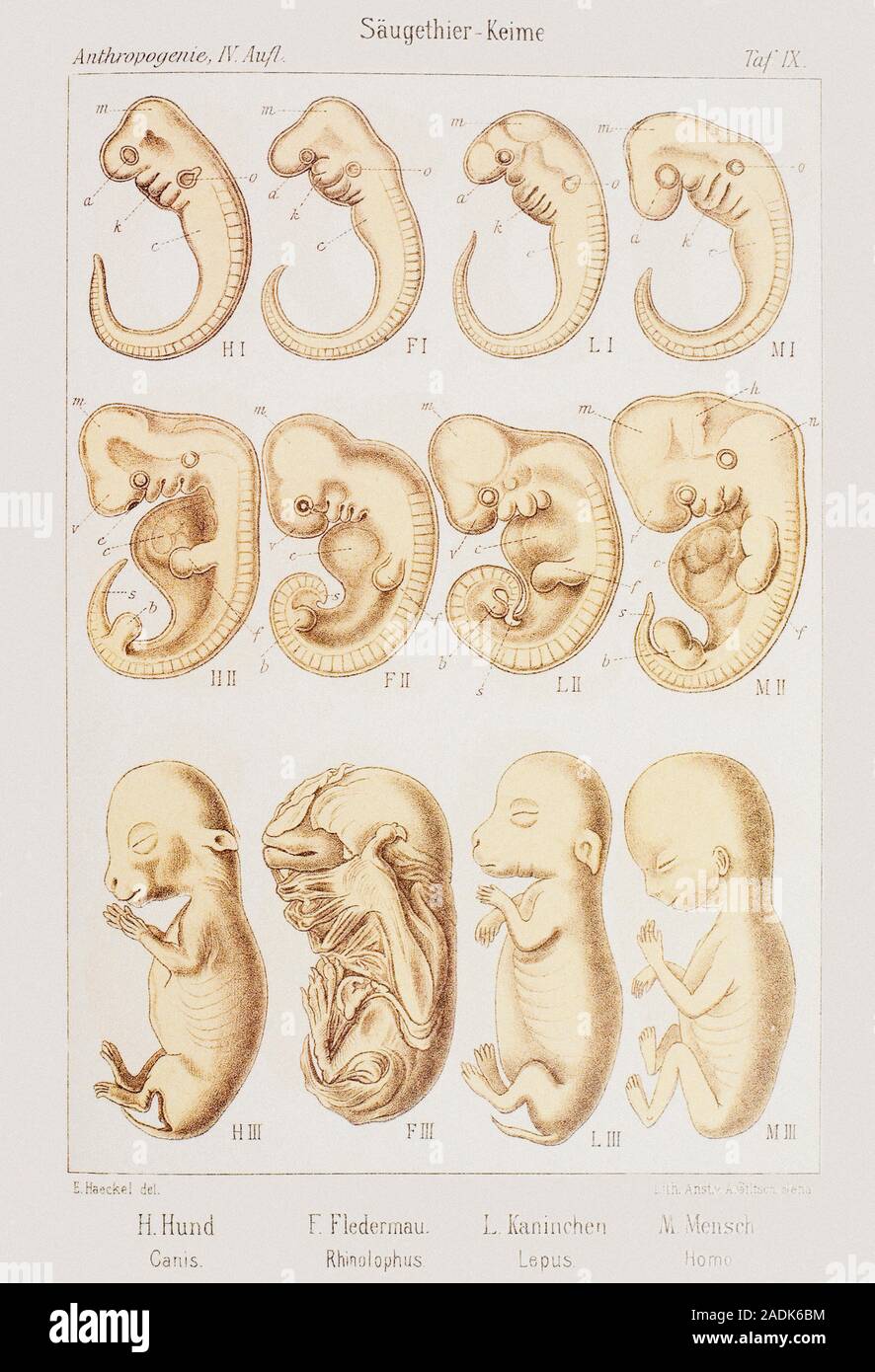 Historical artwork of embryonic development. Four mammalian embryos of ...