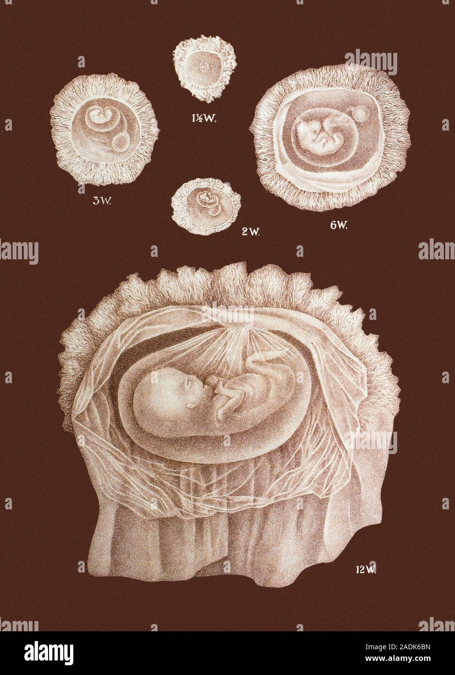 Development of a foetus in the womb. Historical artwork of a human ...